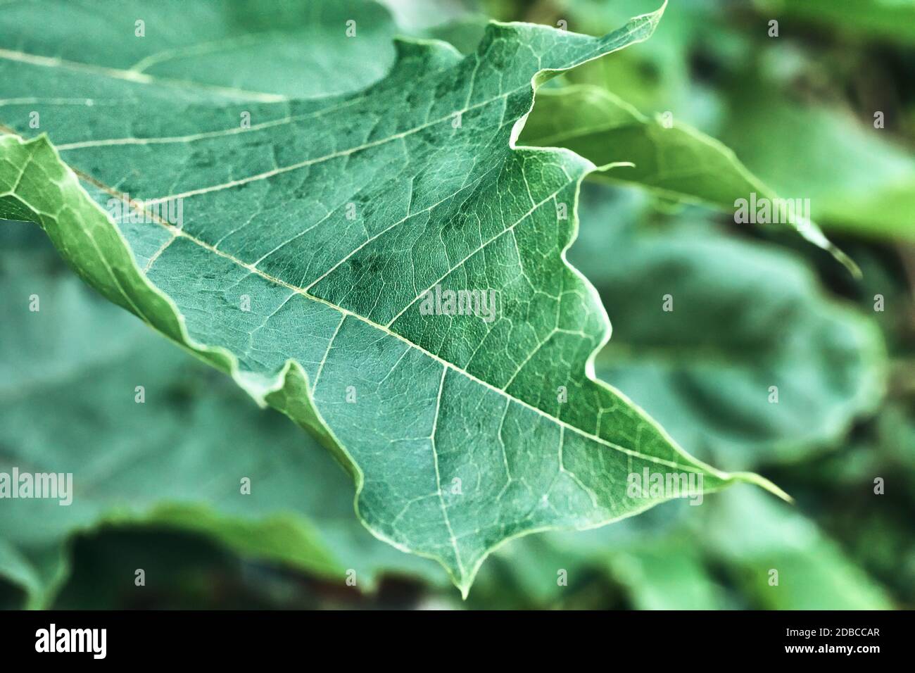 Green maple leaf hi-res stock photography and images - Alamy