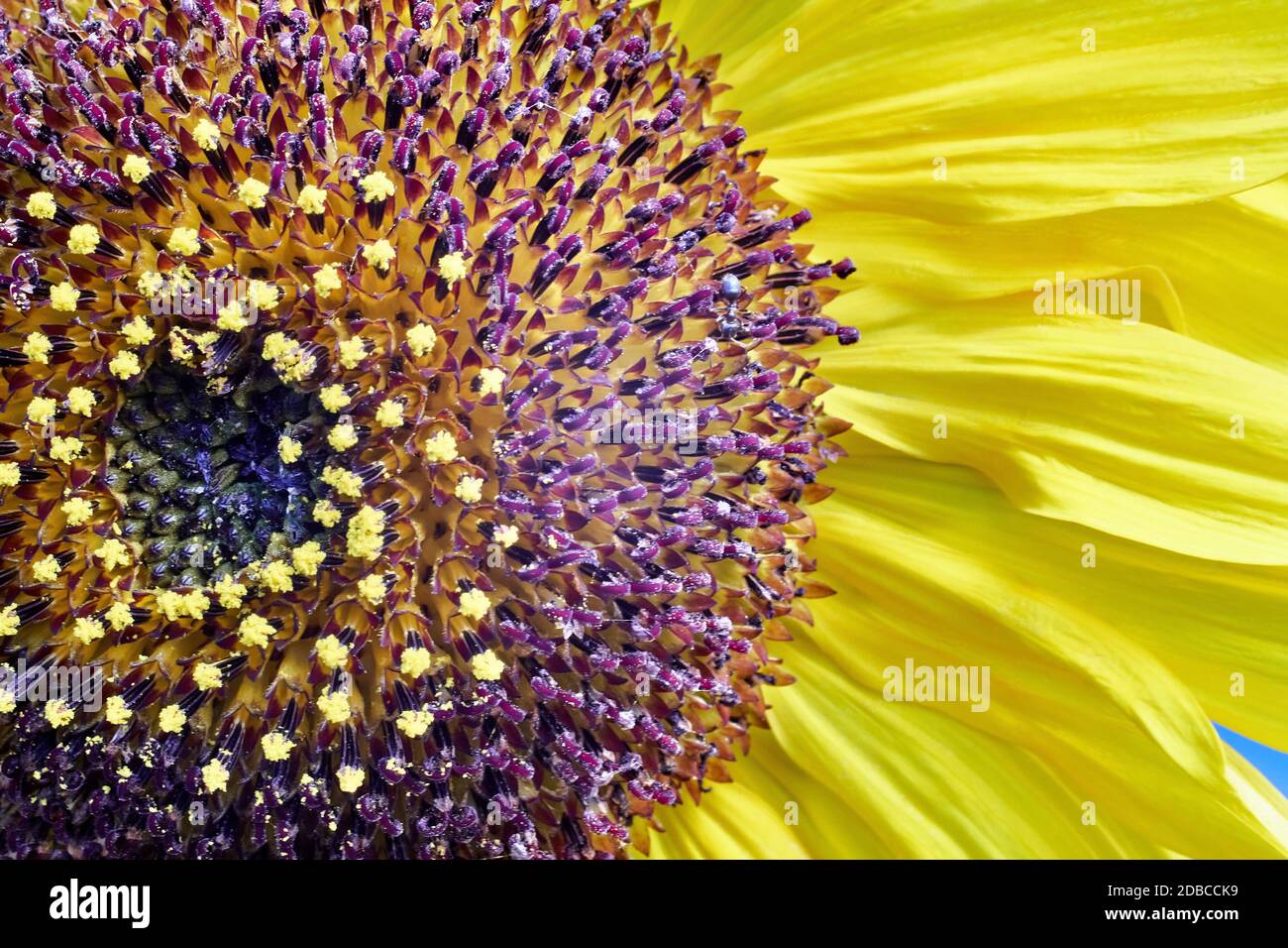 Blooming sunflower close-up. Sunflower inflorescences. Macro ...