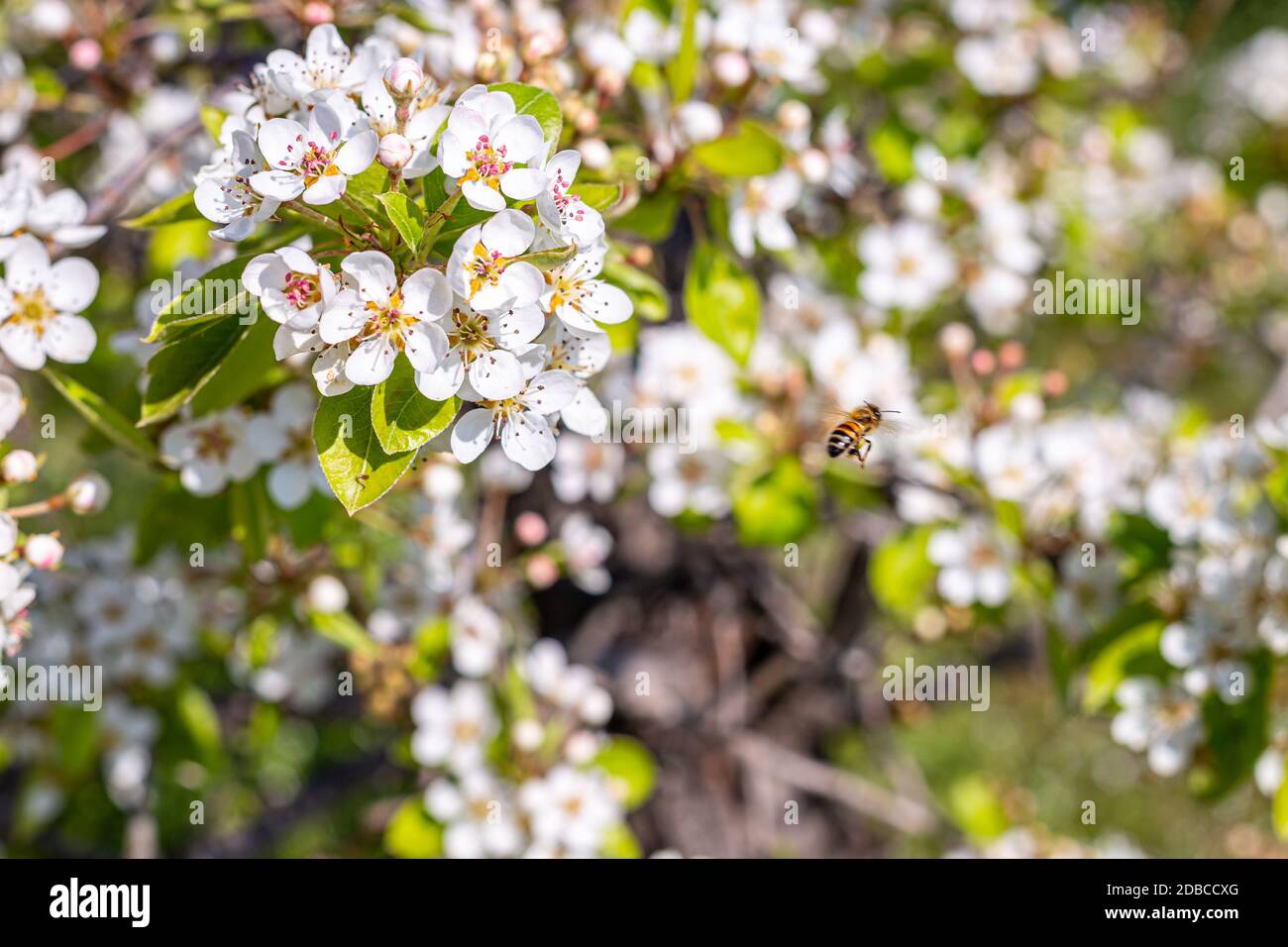 The bee buzzing around a fruit tree and trying to get pollen Stock ...