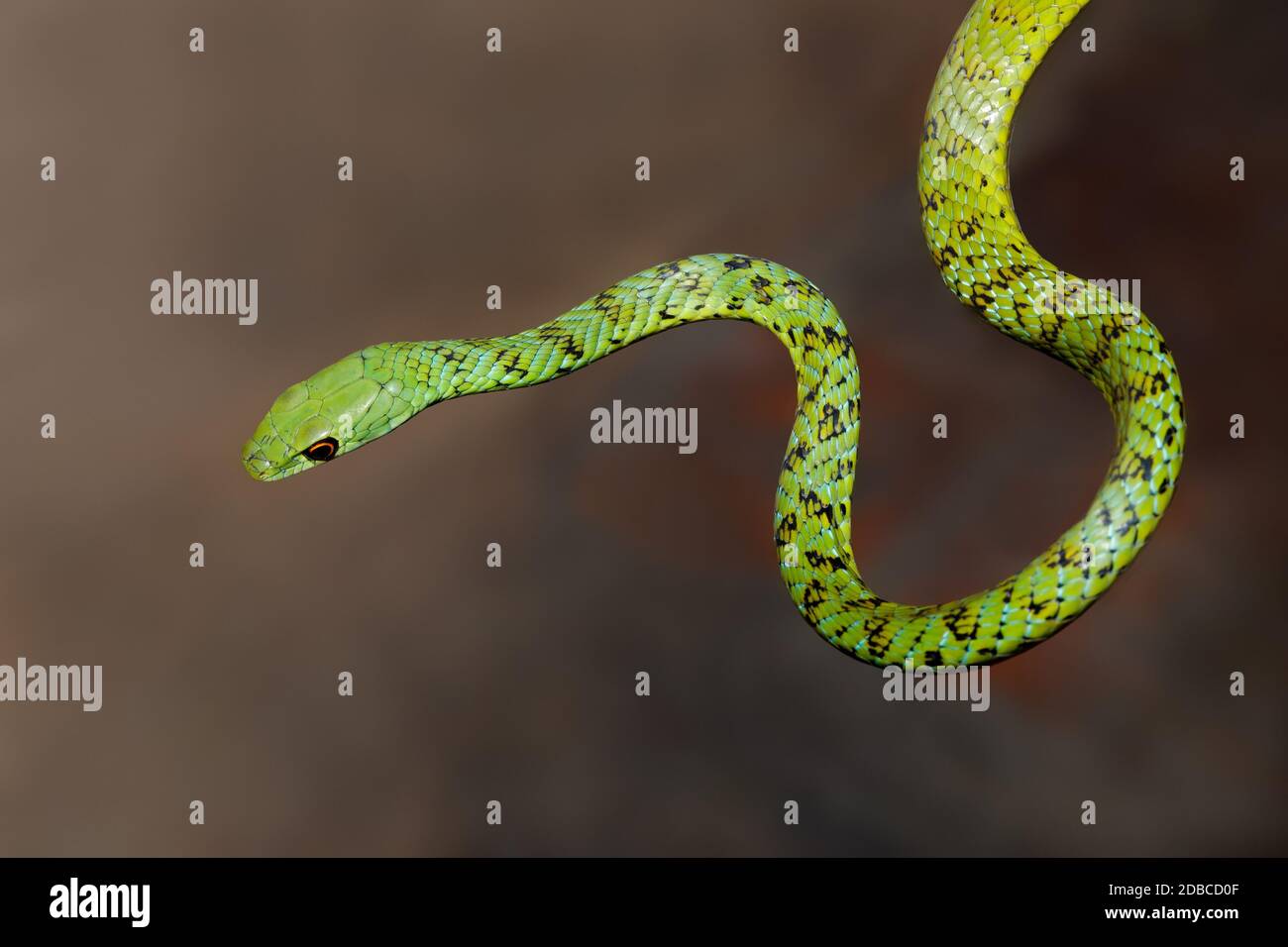 Close-up of an alert spotted bush snake (Philothamnus semivariegatus ...