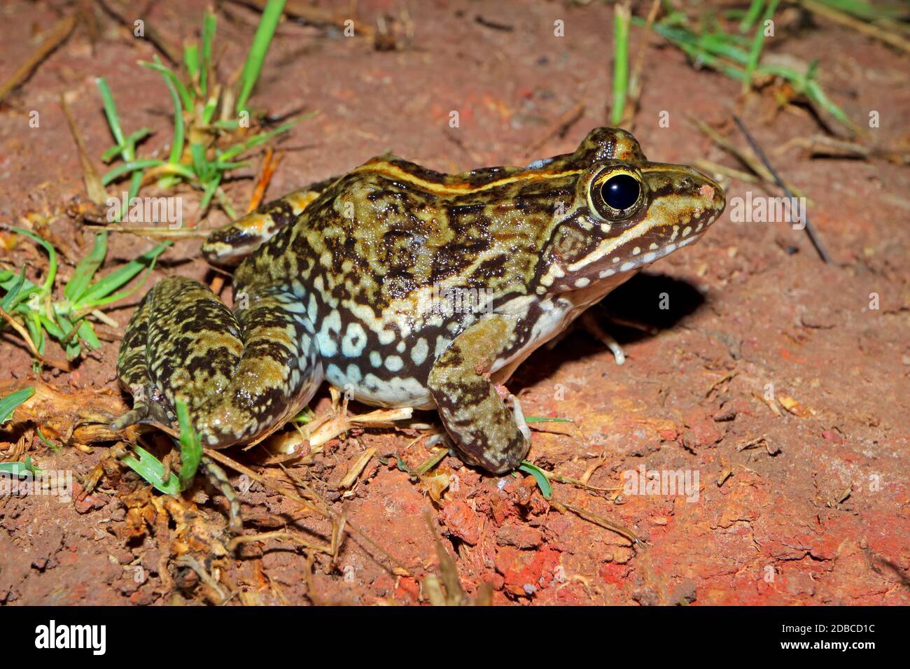 A Cape river frog (Amietia fuscigula) sitting in natural habitat, South ...