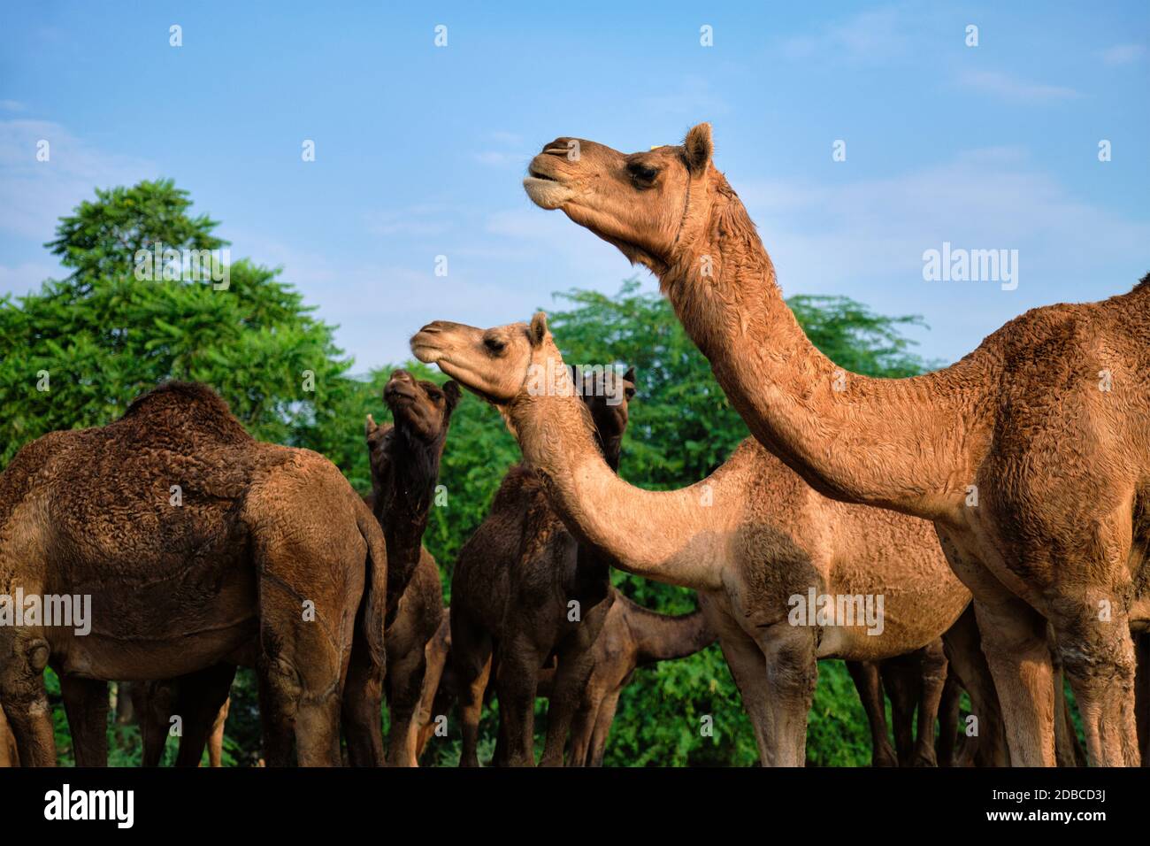 Camels at Pushkar Mela Pushkar Camel Fair famous tourist attraction in ...