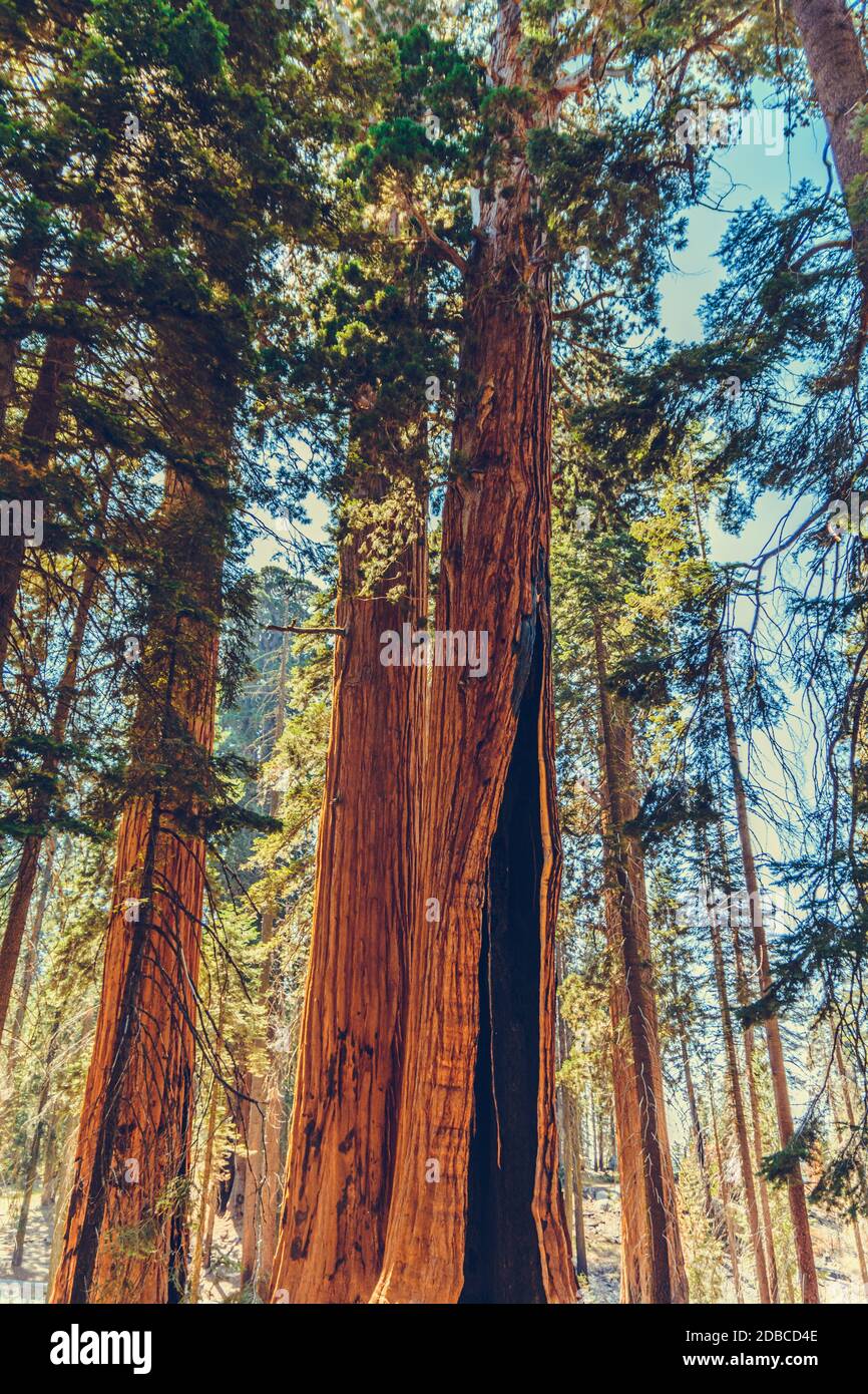 Sequoia National Park in California, USA Stock Photo - Alamy