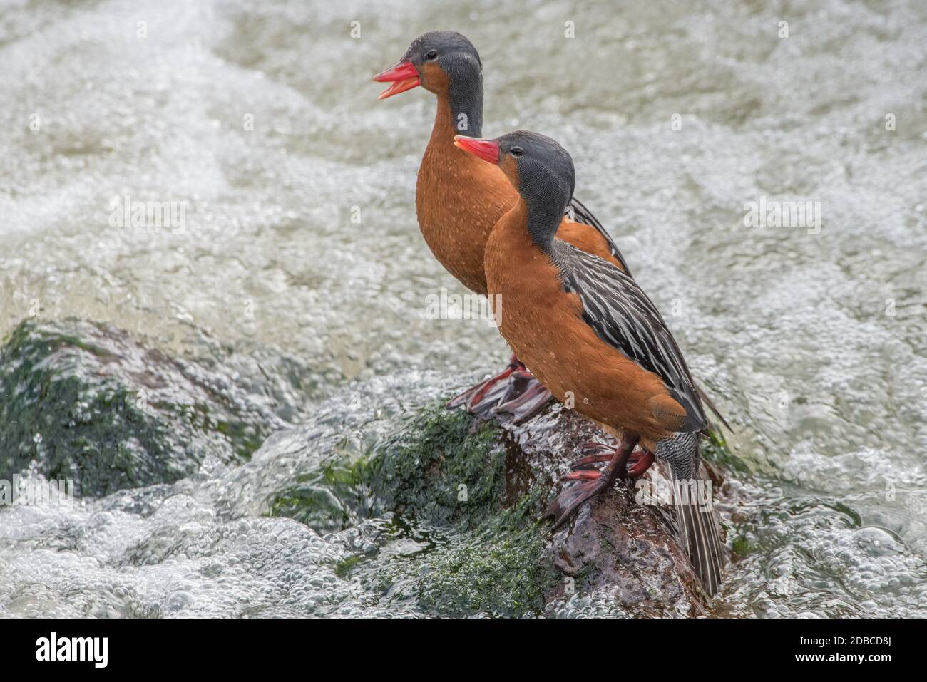 Waterfowl of the high andes hi-res stock photography and images - Alamy