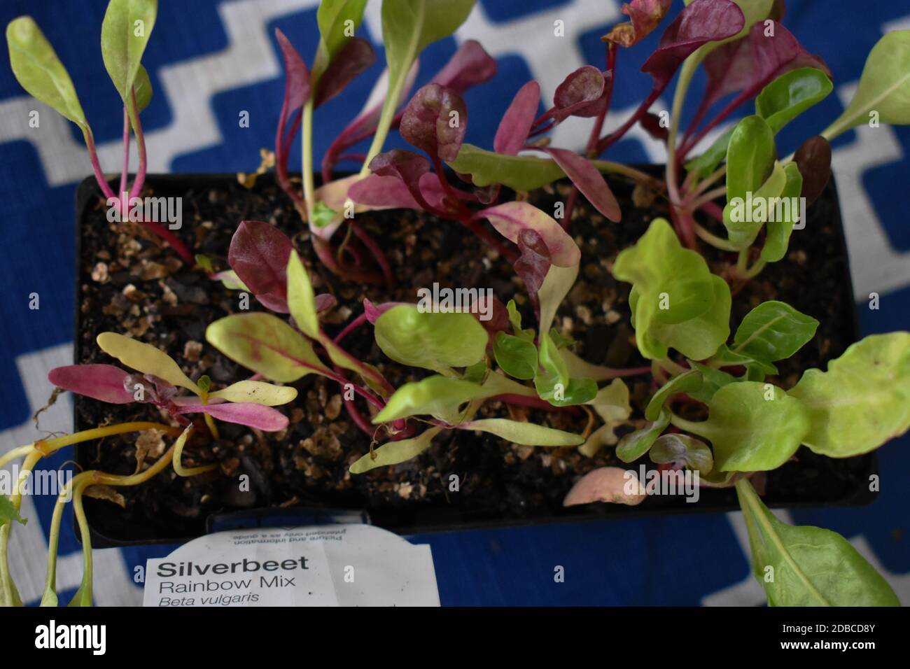 Silverbeet seedlings hi-res stock photography and images - Alamy