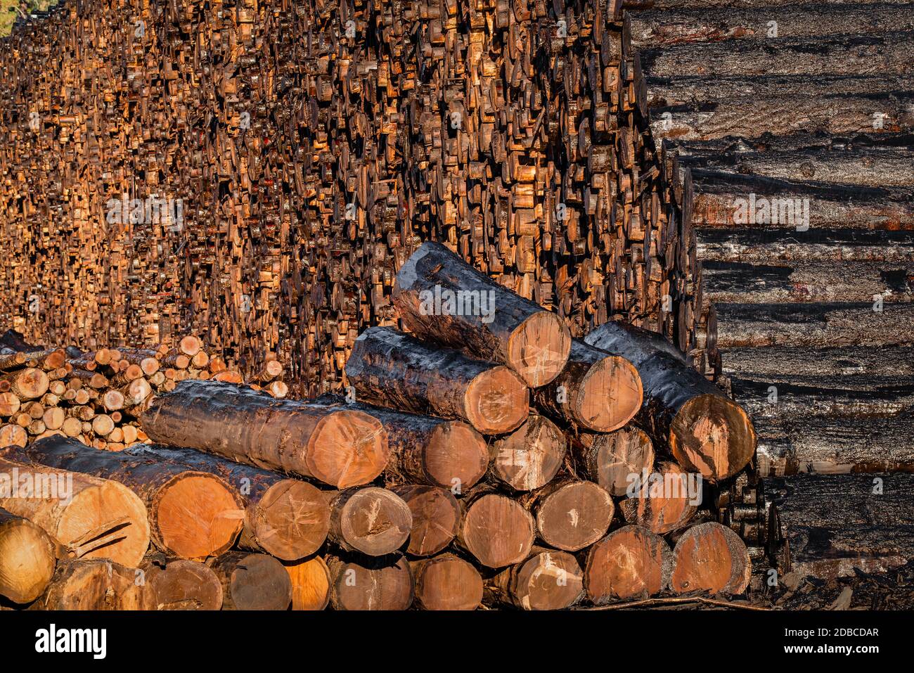 Deforestation through logging may be linked to California wildfires ...