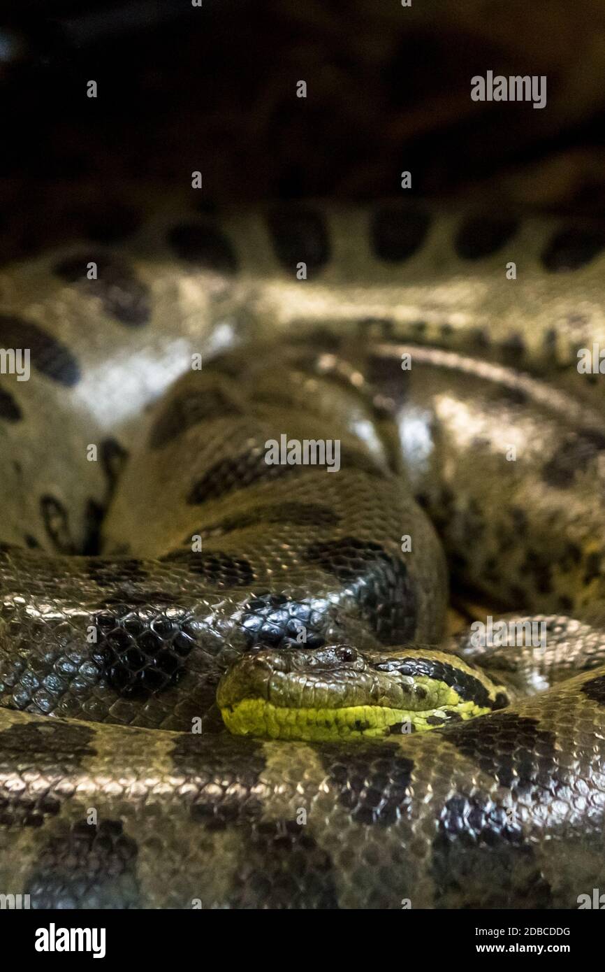 Green anaconda, Eunectes murinus, sucuri snake. huge and dangerous ...
