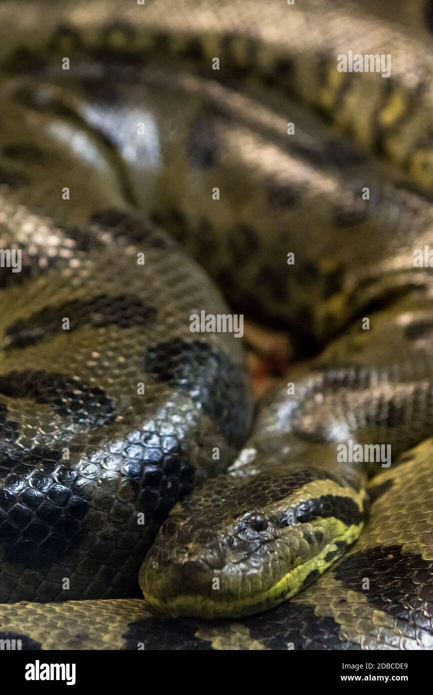 Green anaconda, Eunectes murinus, sucuri snake. huge and dangerous ...