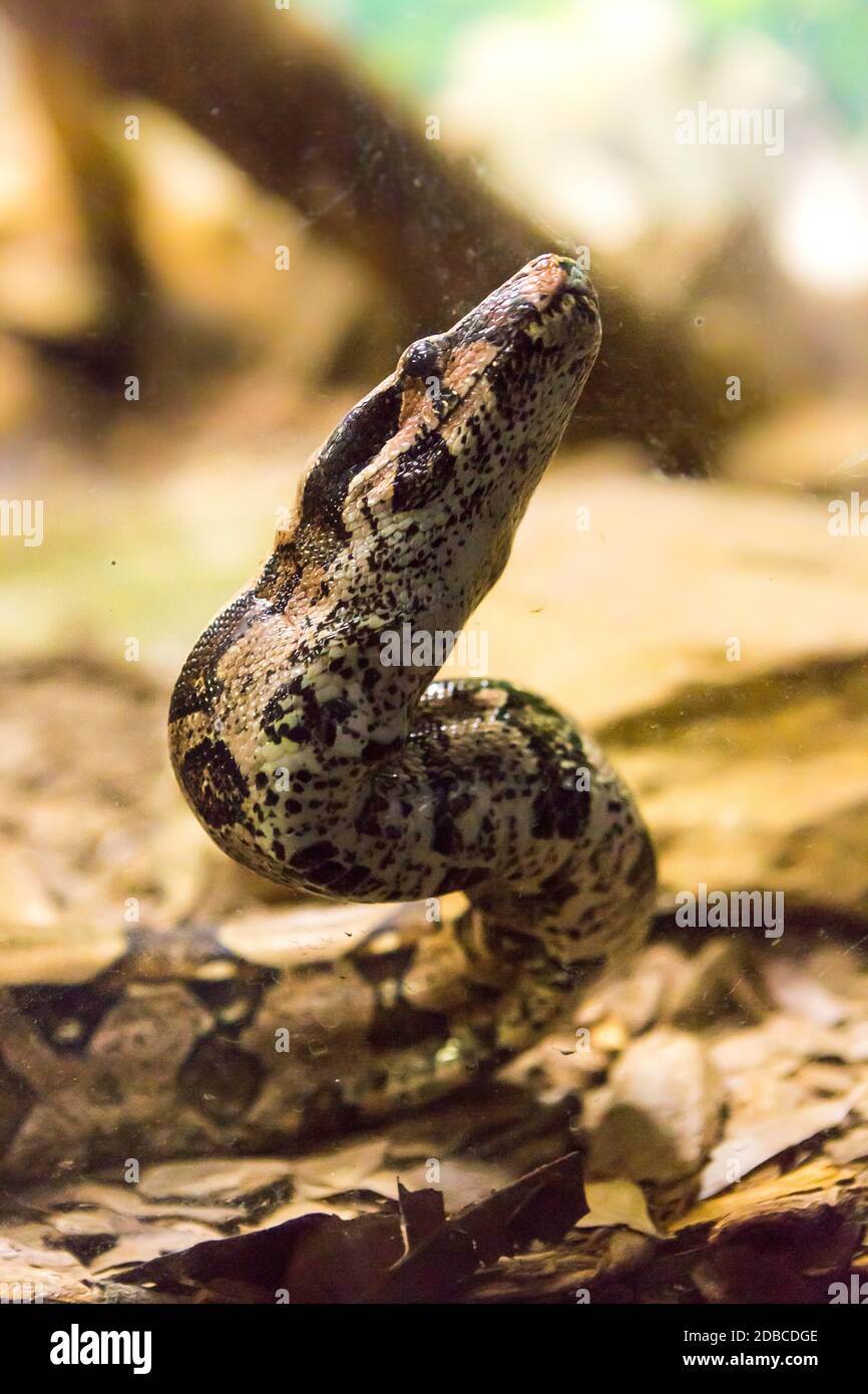Anaconda snake serpent constrictor head hi-res stock photography and ...
