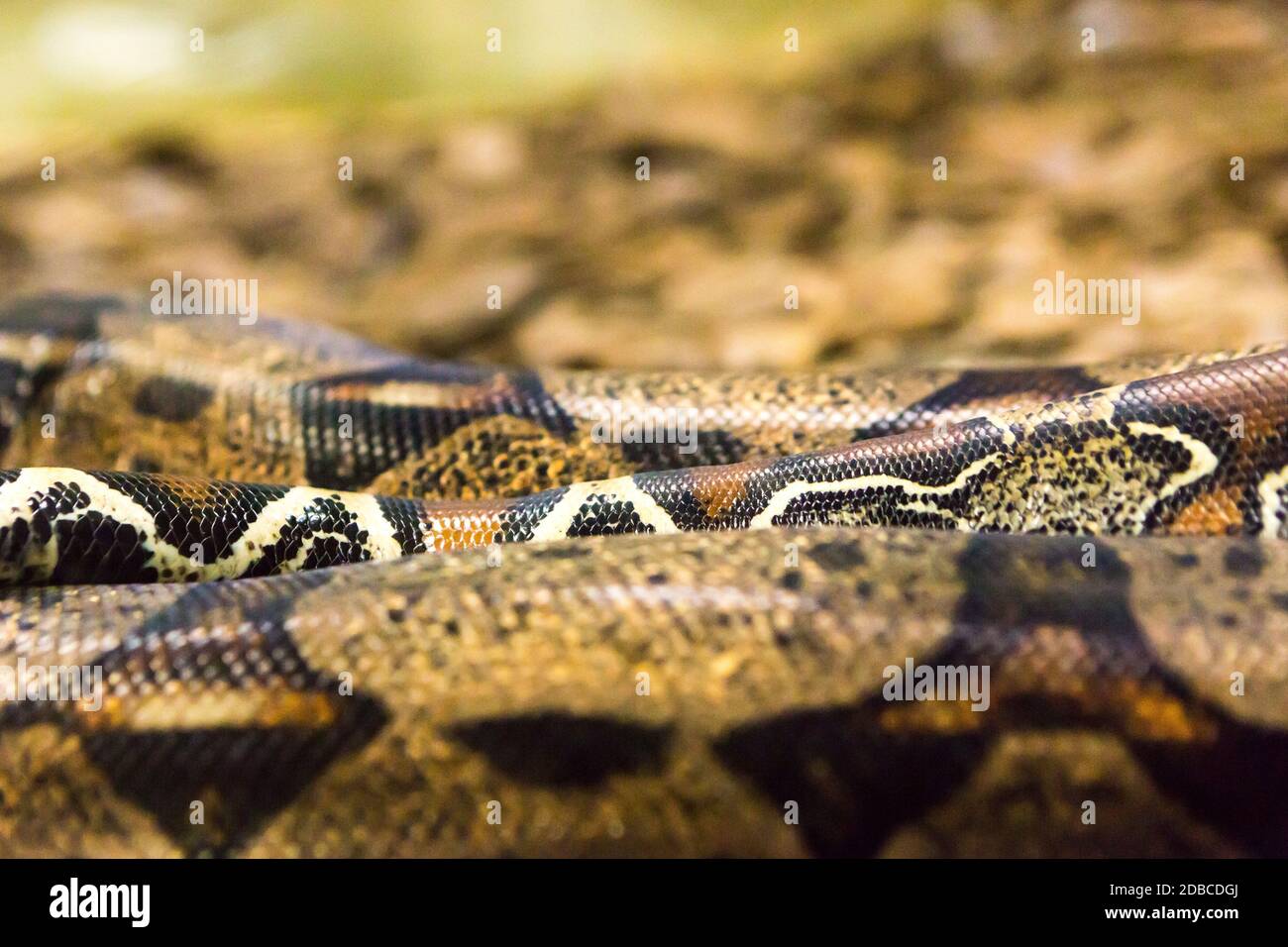 Boa constrictor snake jiboia hi-res stock photography and images - Alamy