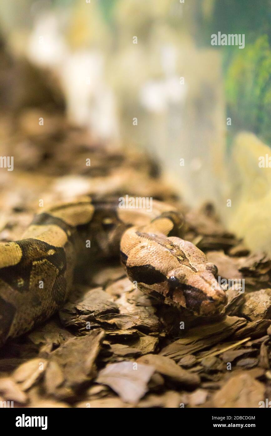 Boa constrictor snake jiboia in close up Stock Photo - Alamy