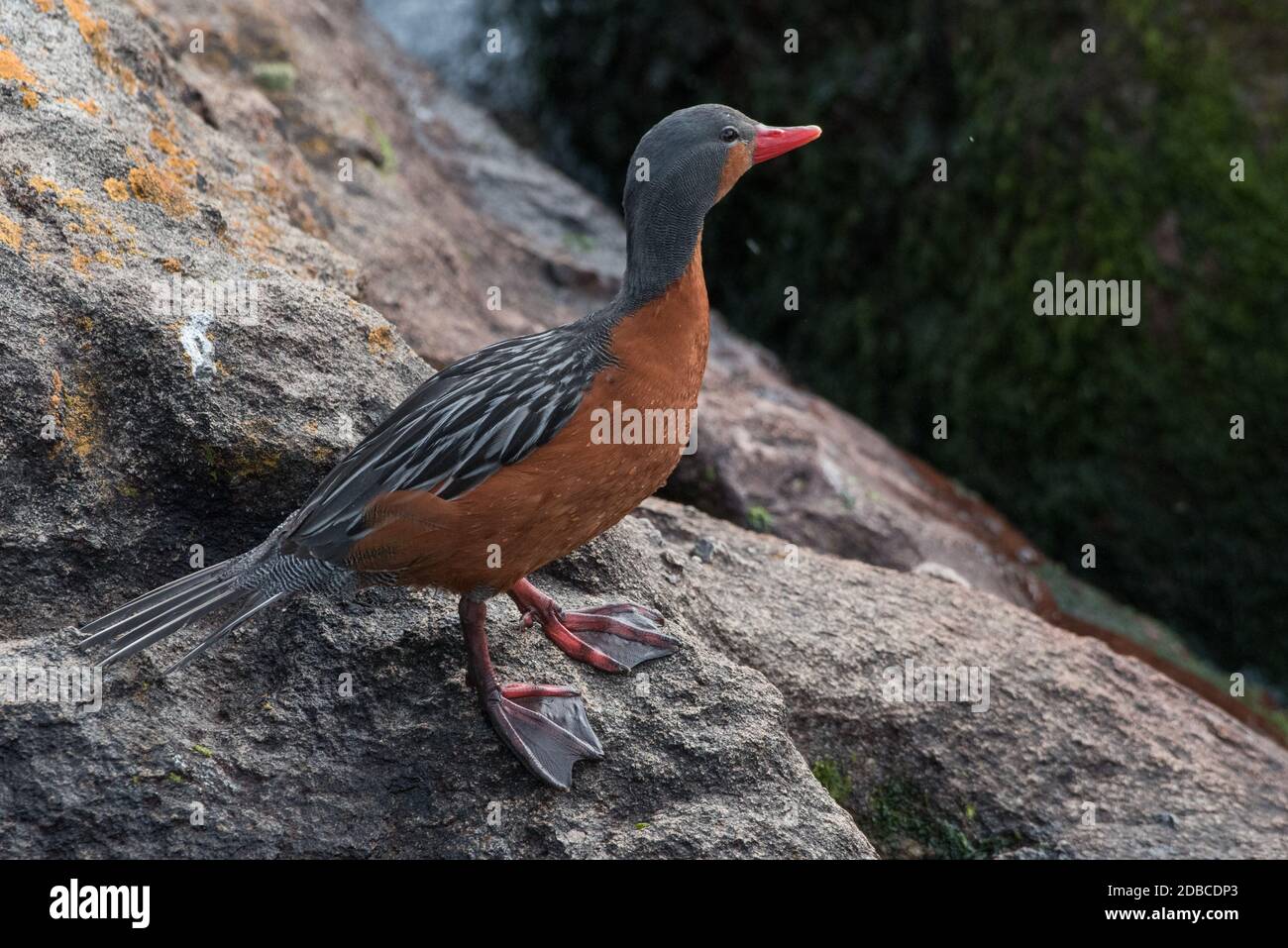 Female peruvian torrent duck hi-res stock photography and images - Alamy