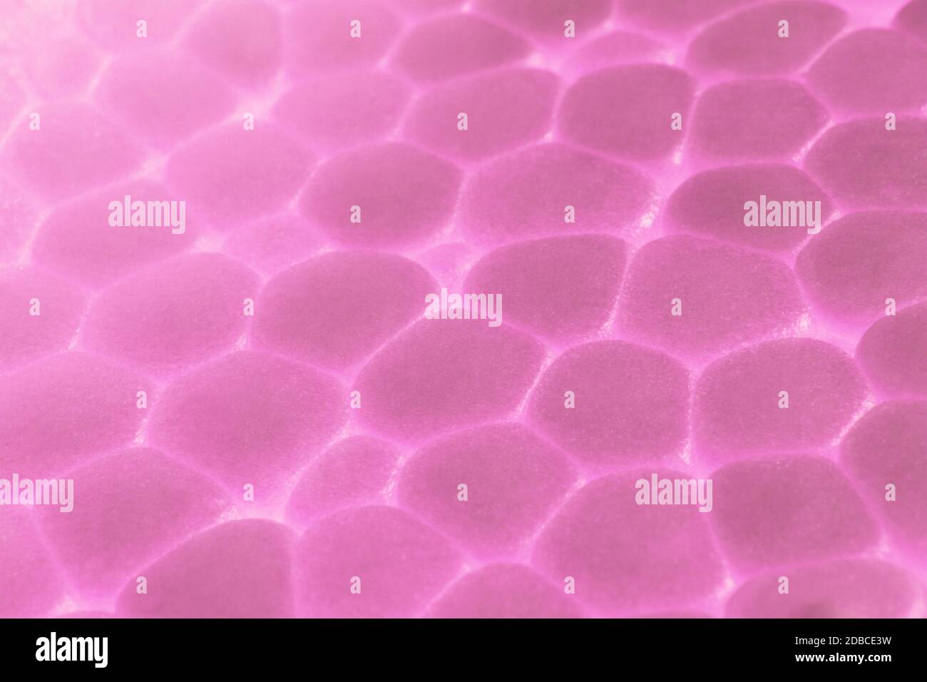 Light pink foam plastic hi-res stock photography and images - Alamy