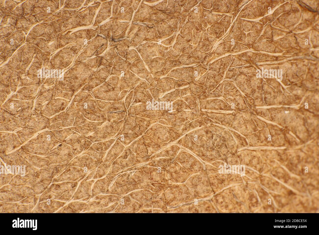 Coconut Nut Fibers Surface Texture. Natural Tropical Background. Macro ...