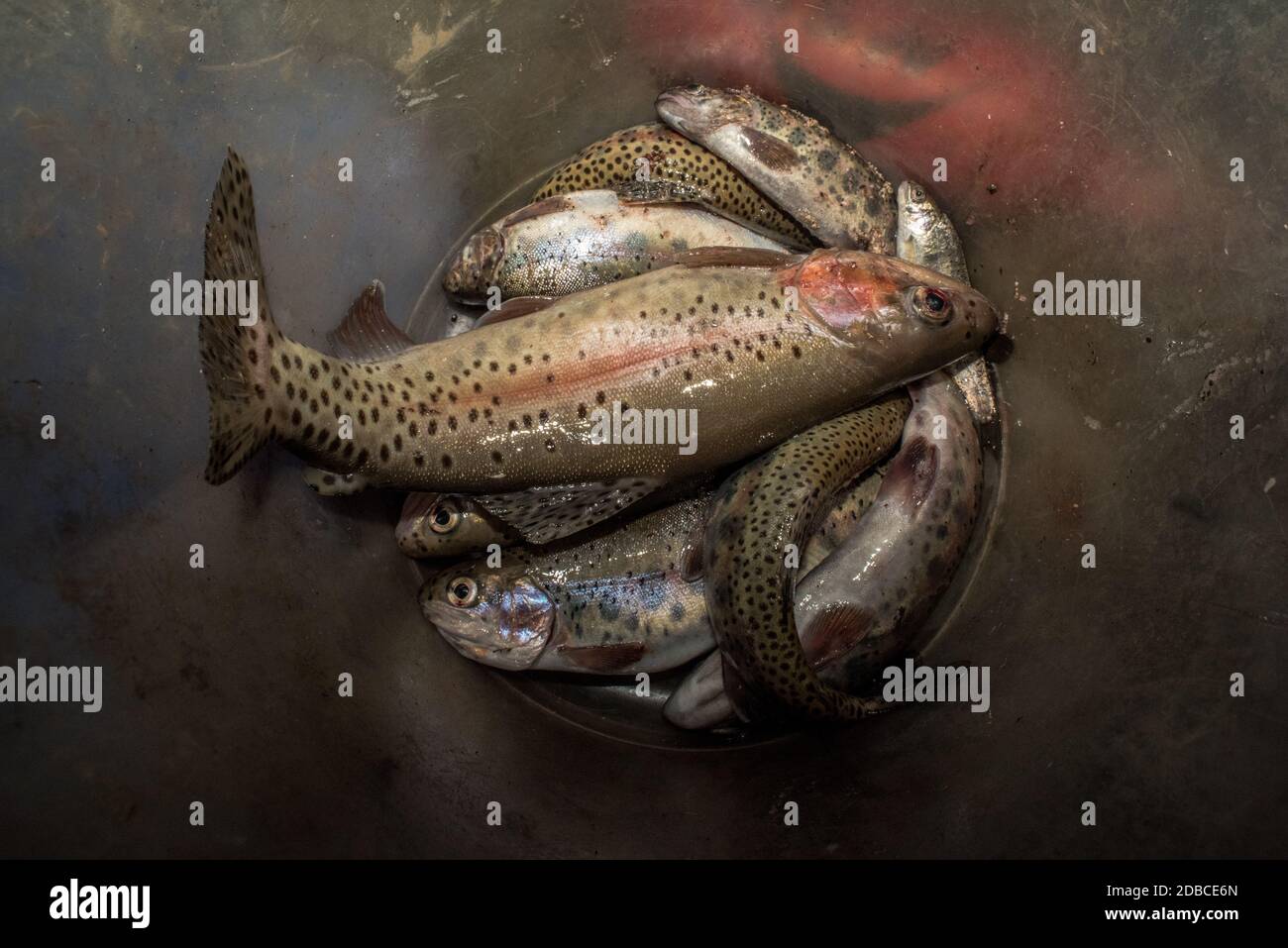 A bucket of rainbow trout (Oncorhynchus mykiss) an invasive species in ...