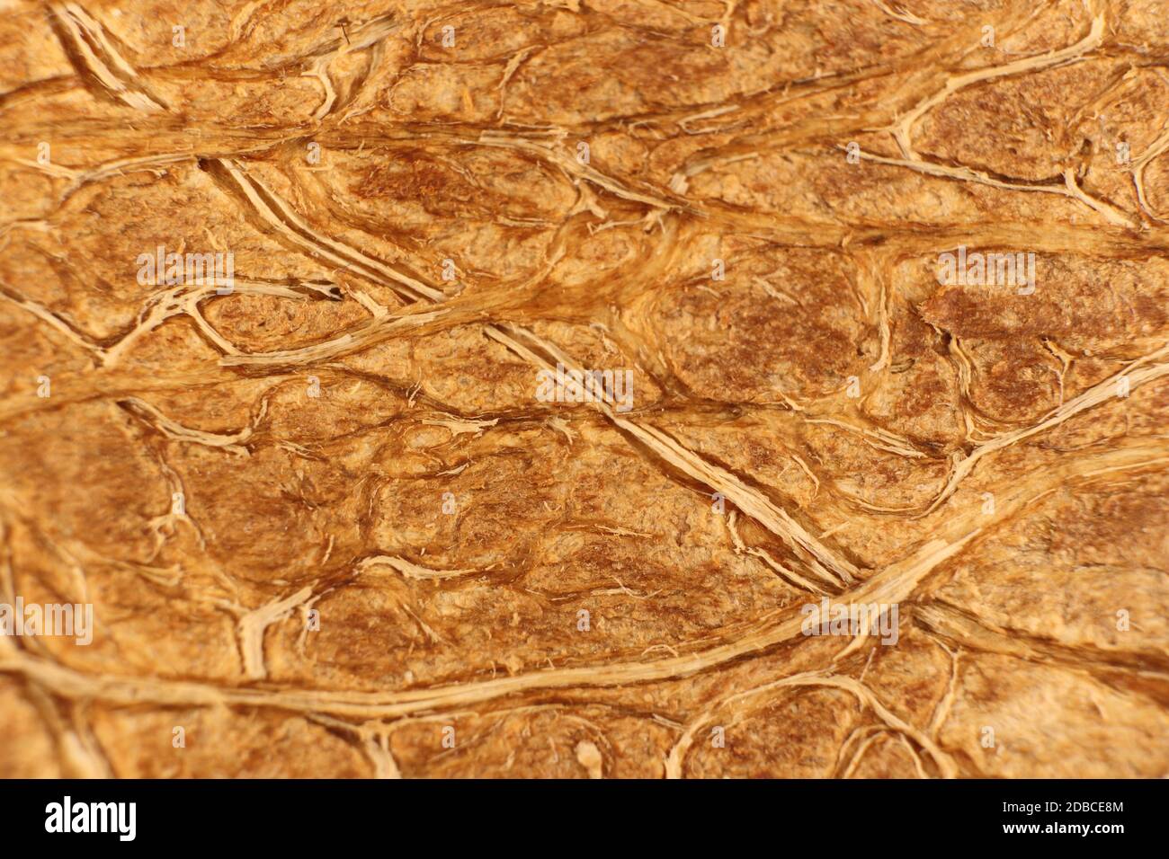 Coconut Nut Fibers Surface Texture. Natural Tropical Background. Macro ...