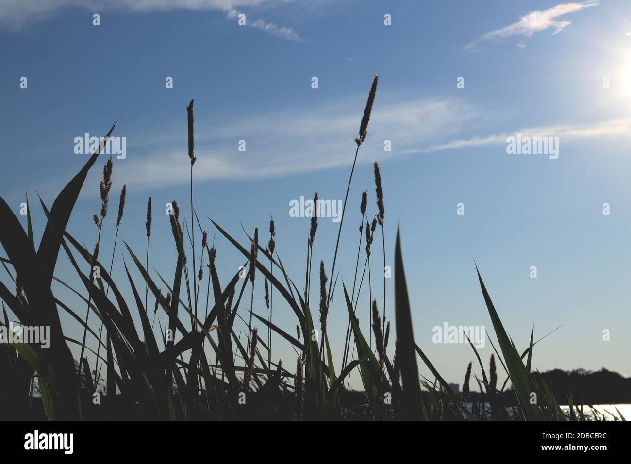 Green reeds large leaves & tops silhouettes in clear sky. Summer ...