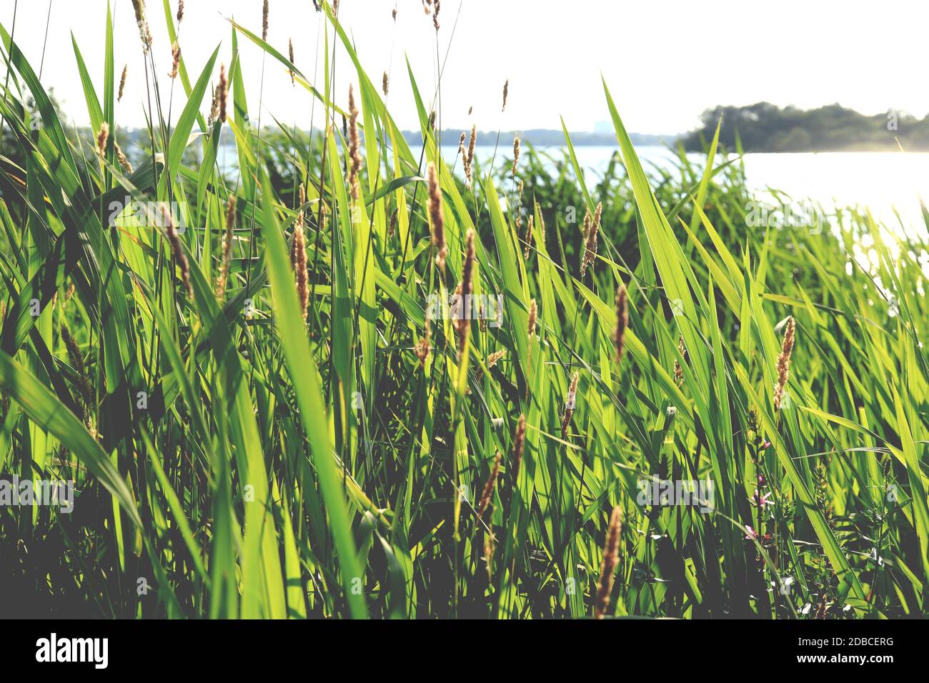 Large reeds leaves in a cane grove. Lake island on background. Summer ...