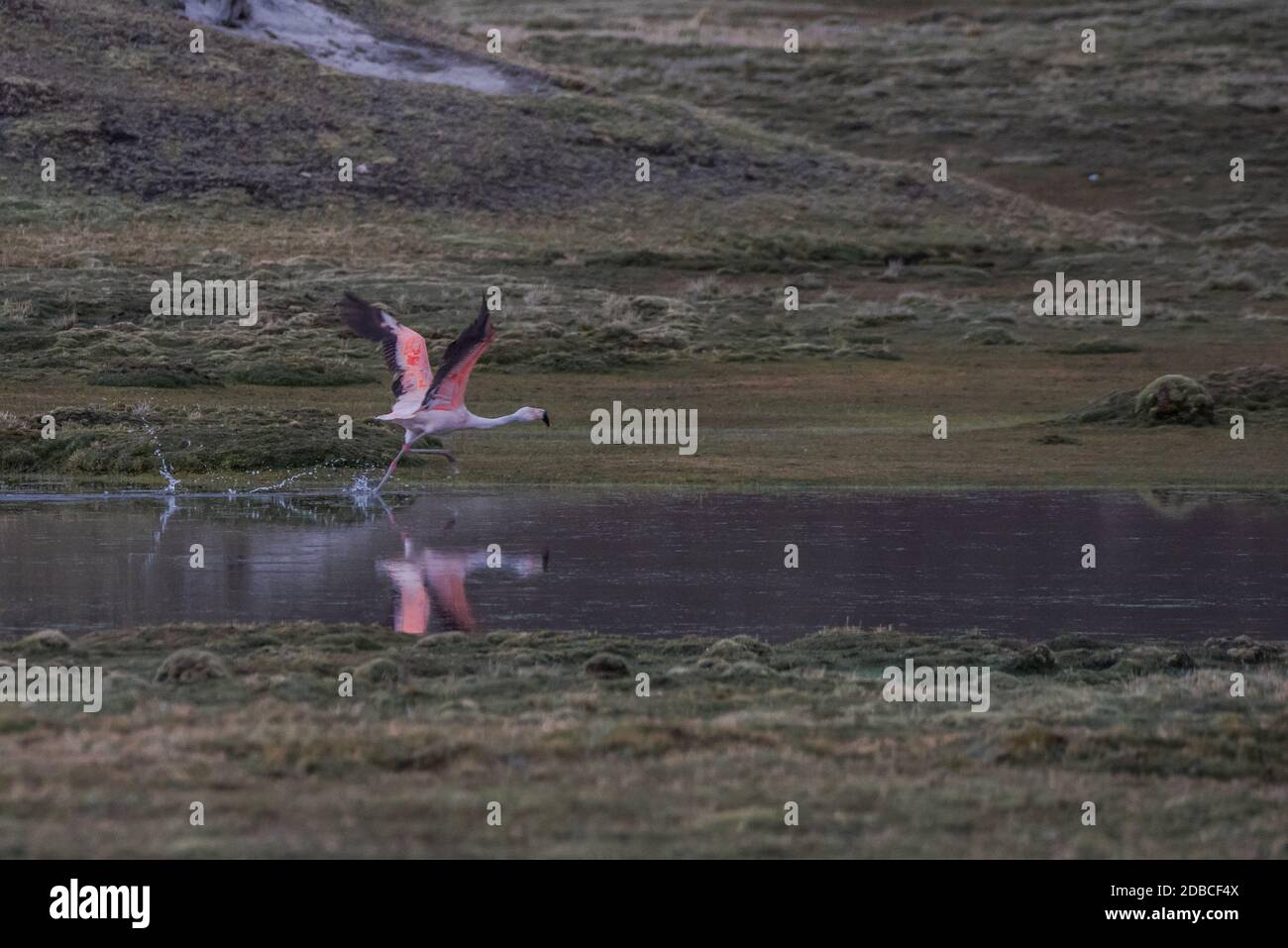 Andean flamingo (Phoenicoparrus andinus) a species of flamingo that ...