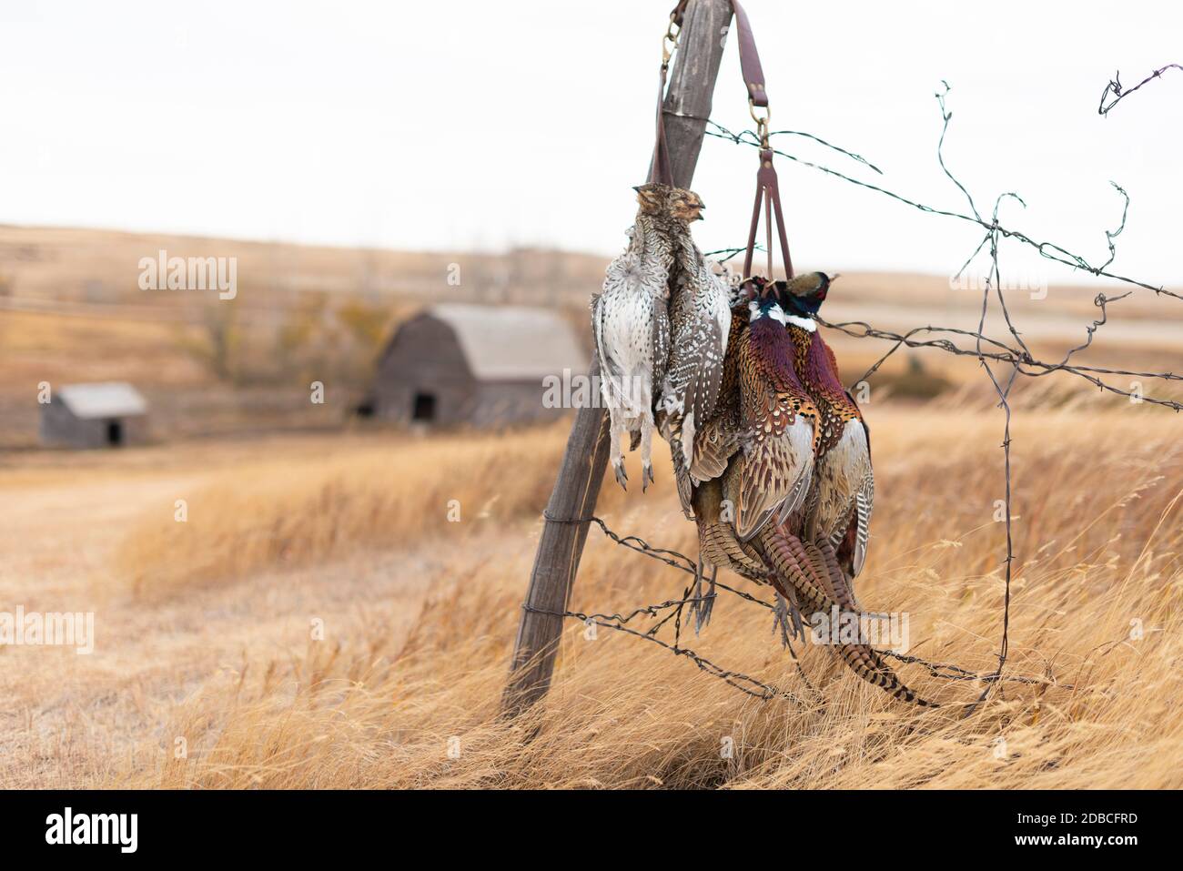 A strap of Sharptail grouse and pheasants after a day of hunting in ...
