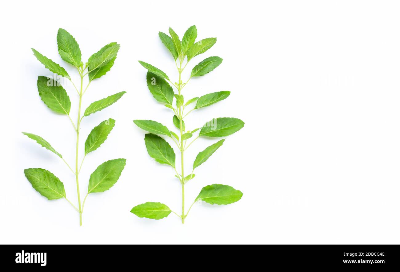 Fresh holy basil leaves on white background. Copy space Stock Photo - Alamy