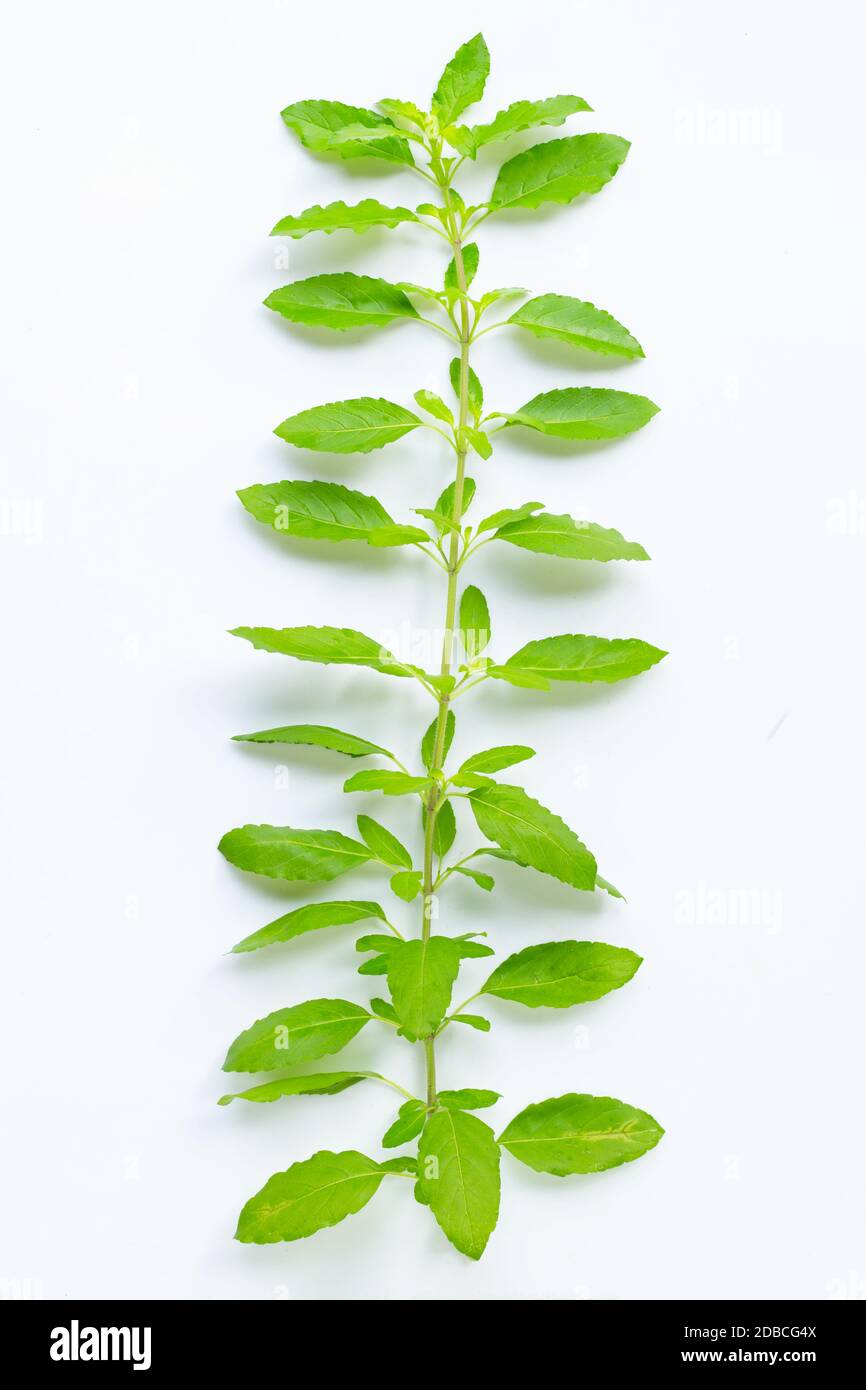 Holy basil branch isolated on white background Stock Photo - Alamy