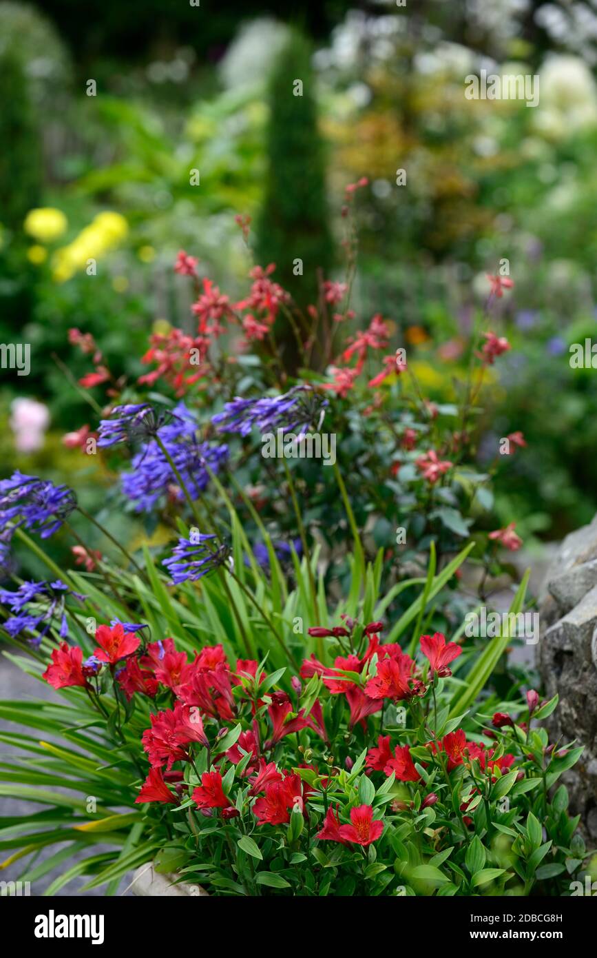 alstroemeria red,agapanthus,blue, red,flowers,flower,flowering ...