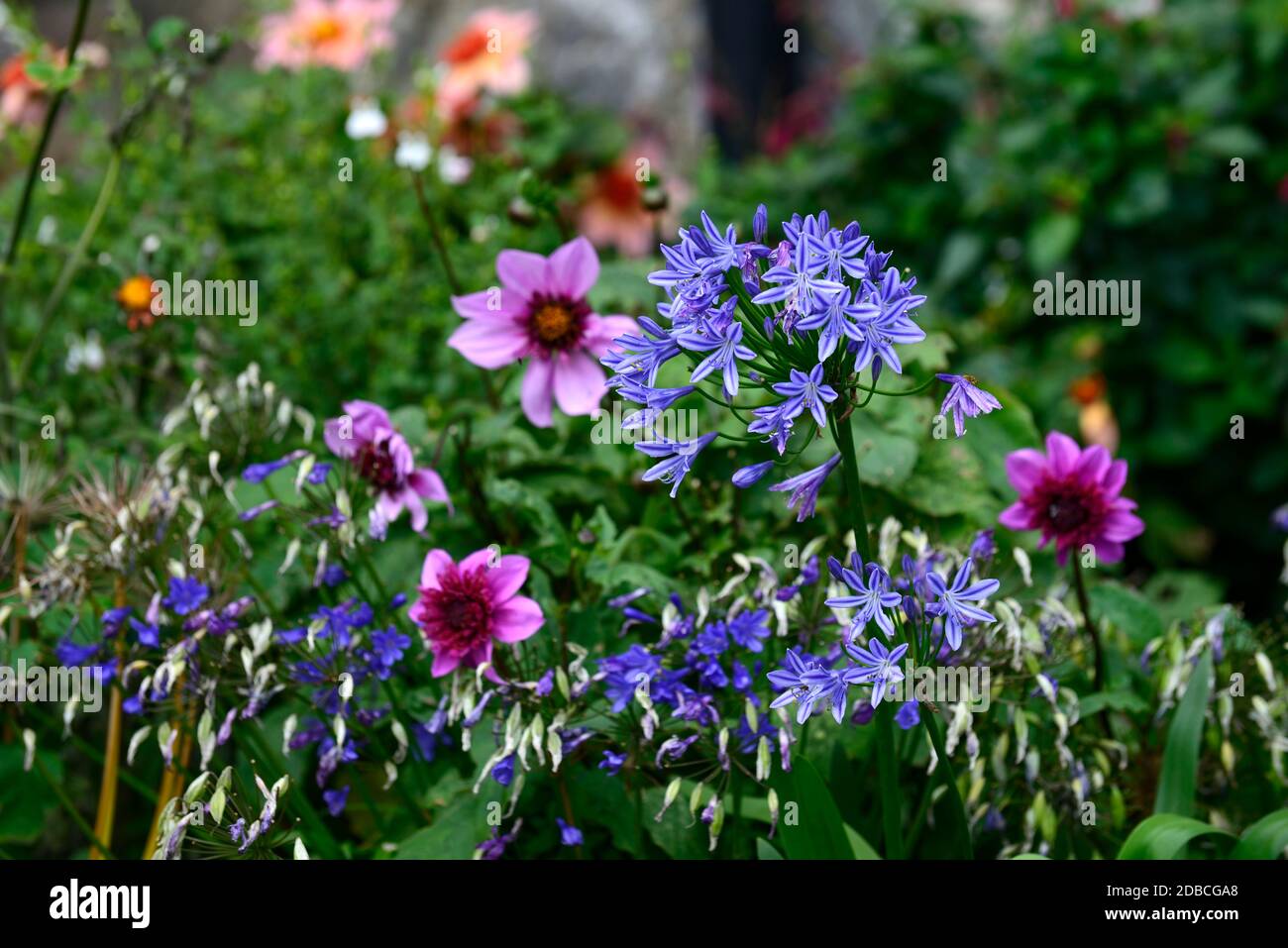 agapanthus,dahlia blue bayou, blue, purple,flowers,flower,flowering ...