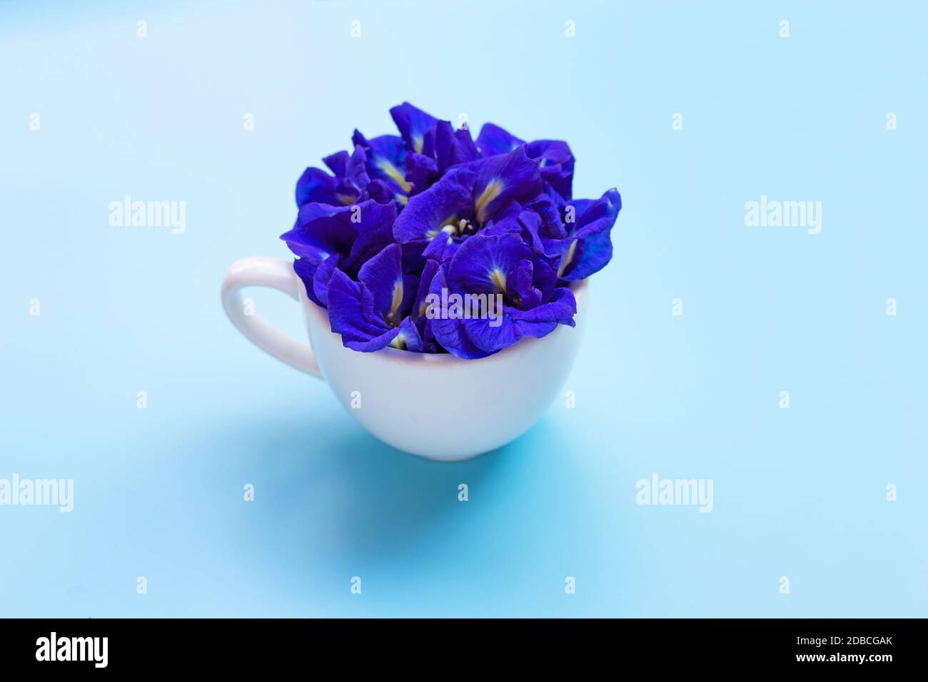 Blue butterfly pea flower in white cup on blue background Stock Photo ...