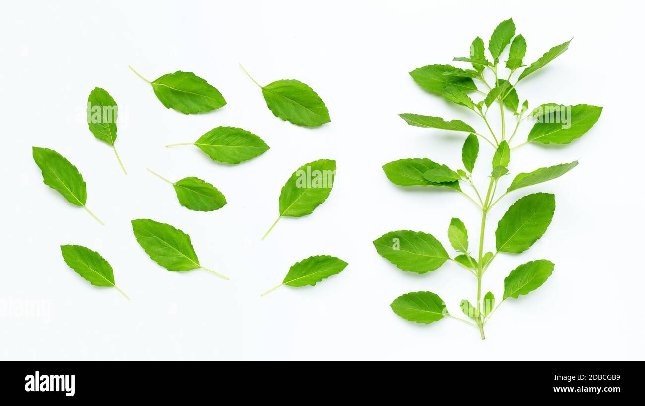 Fresh holy basil leaves on white background Stock Photo - Alamy