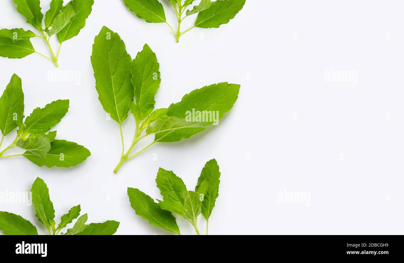 Fresh holy basil leaves on white background. Copy space Stock Photo - Alamy