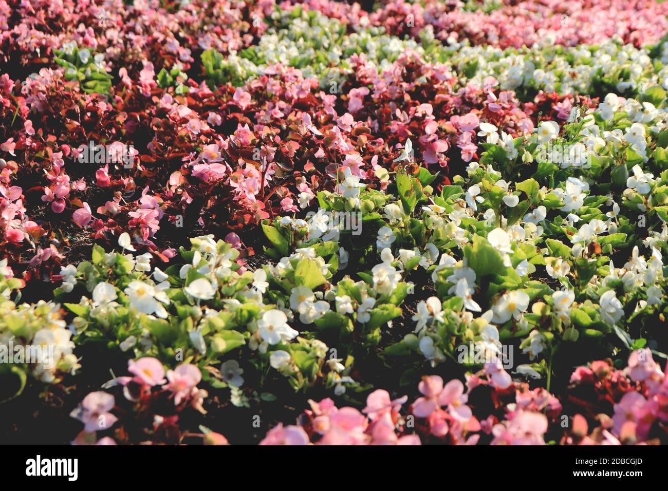 Central park flowers flowerbed surface. Many small inflorescences buds ...