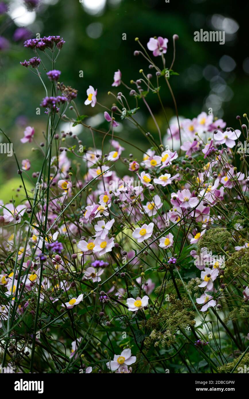 Mixed anemone flowers hi-res stock photography and images - Alamy