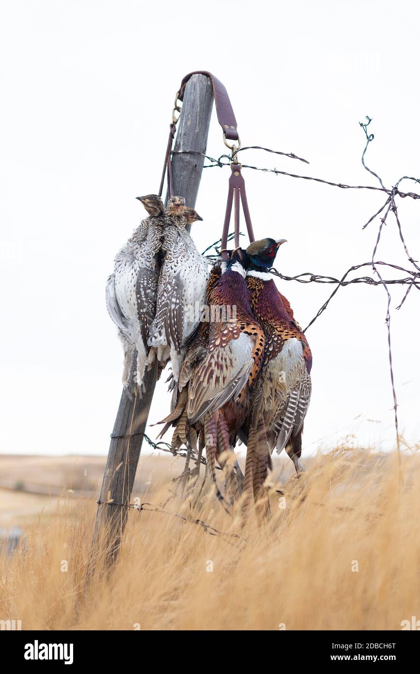 A strap of Sharptail grouse and pheasants after a day of hunting in ...