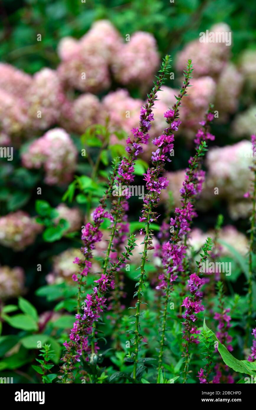 Panicle hydrangea hydrangea paniculata pink hi-res stock photography ...