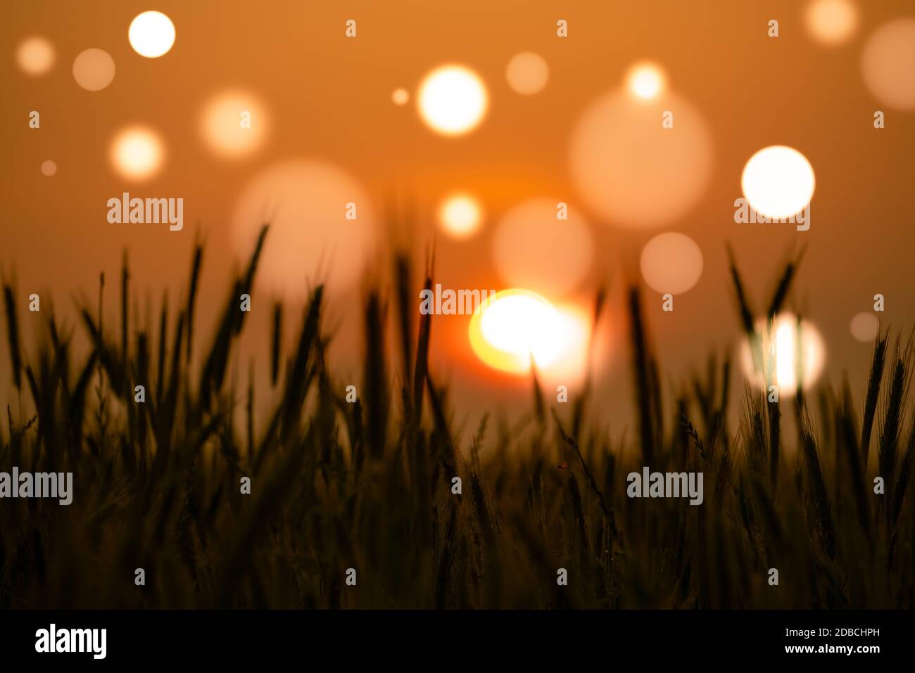 Wheat field at sunset with bokeh effect Stock Photo - Alamy