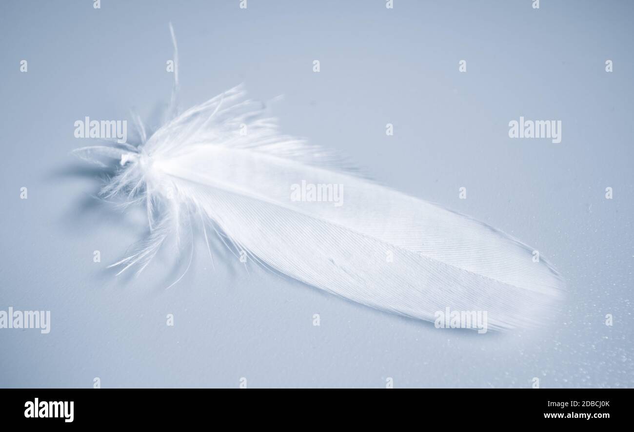 Fragile feather hi-res stock photography and images - Alamy