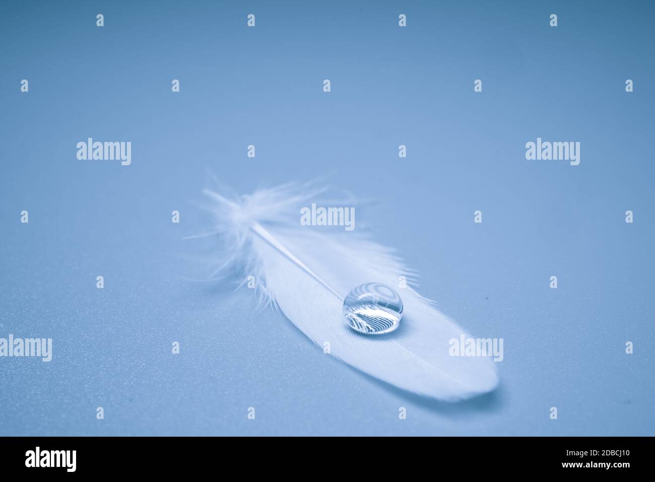 Bird feather with water drop Stock Photo - Alamy