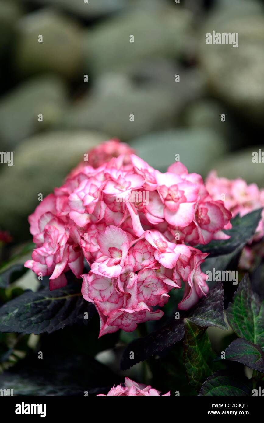 White pink edged picotee flowers hi-res stock photography and images ...
