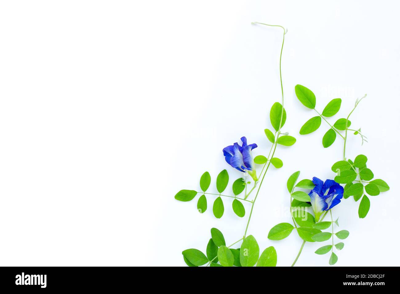 Butterfly pea flower with leaves on white background. Top view Stock ...