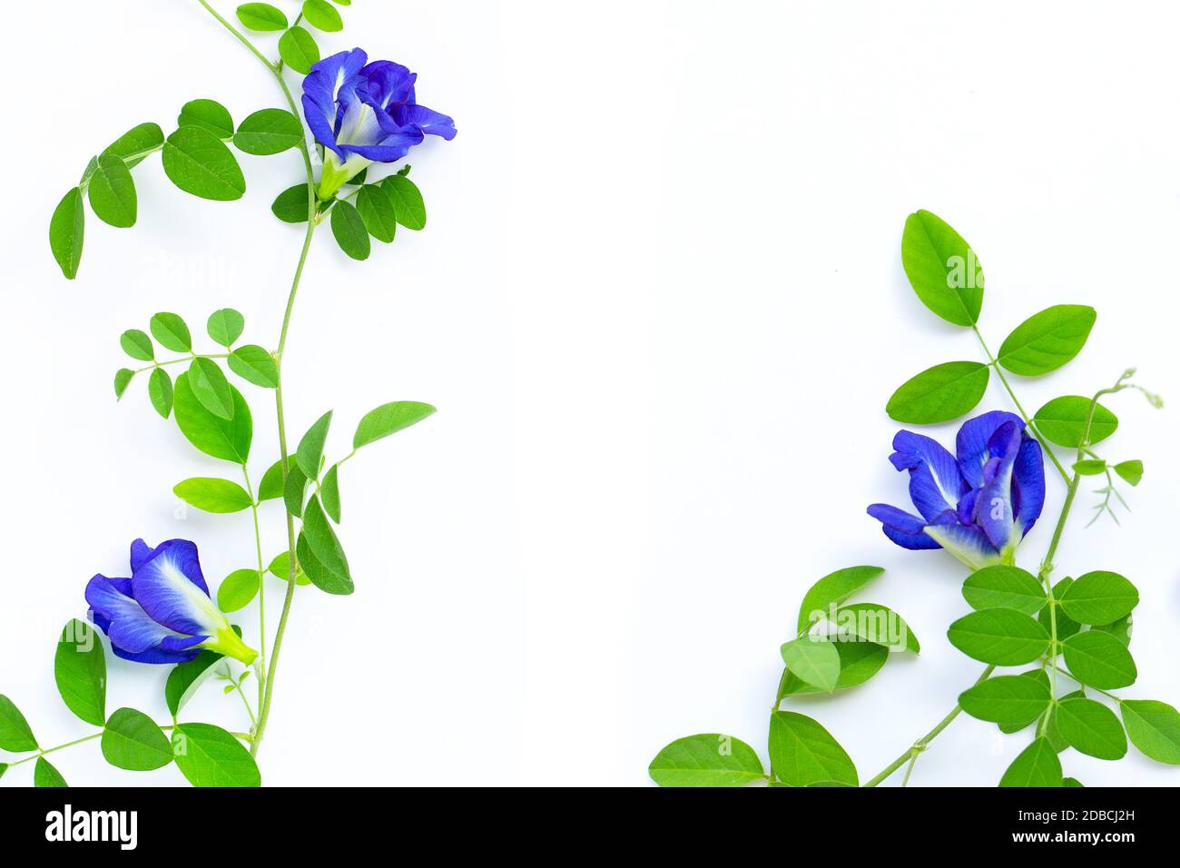 Butterfly pea flower with leaves on white background. Top view Stock ...