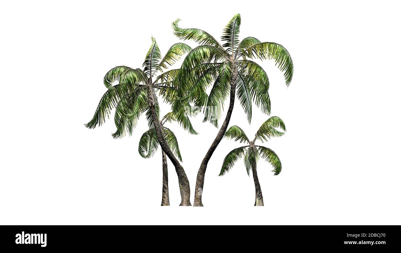 Sample palm on white hi-res stock photography and images - Alamy