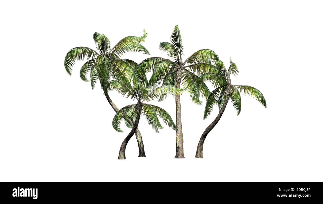 Sample Palm on white background Stock Photo - Alamy