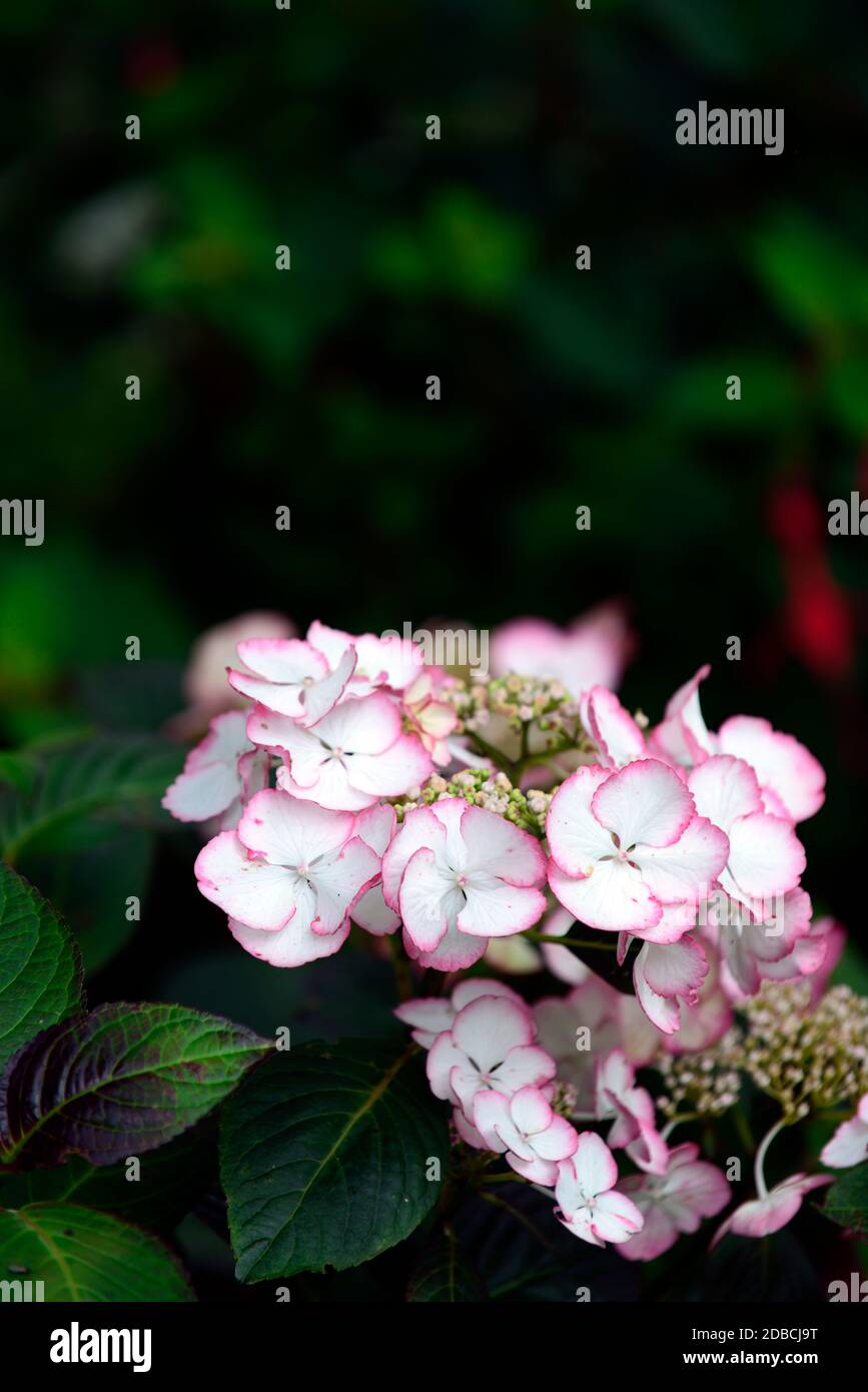 Hydrangea serrata pulchra hi-res stock photography and images - Alamy