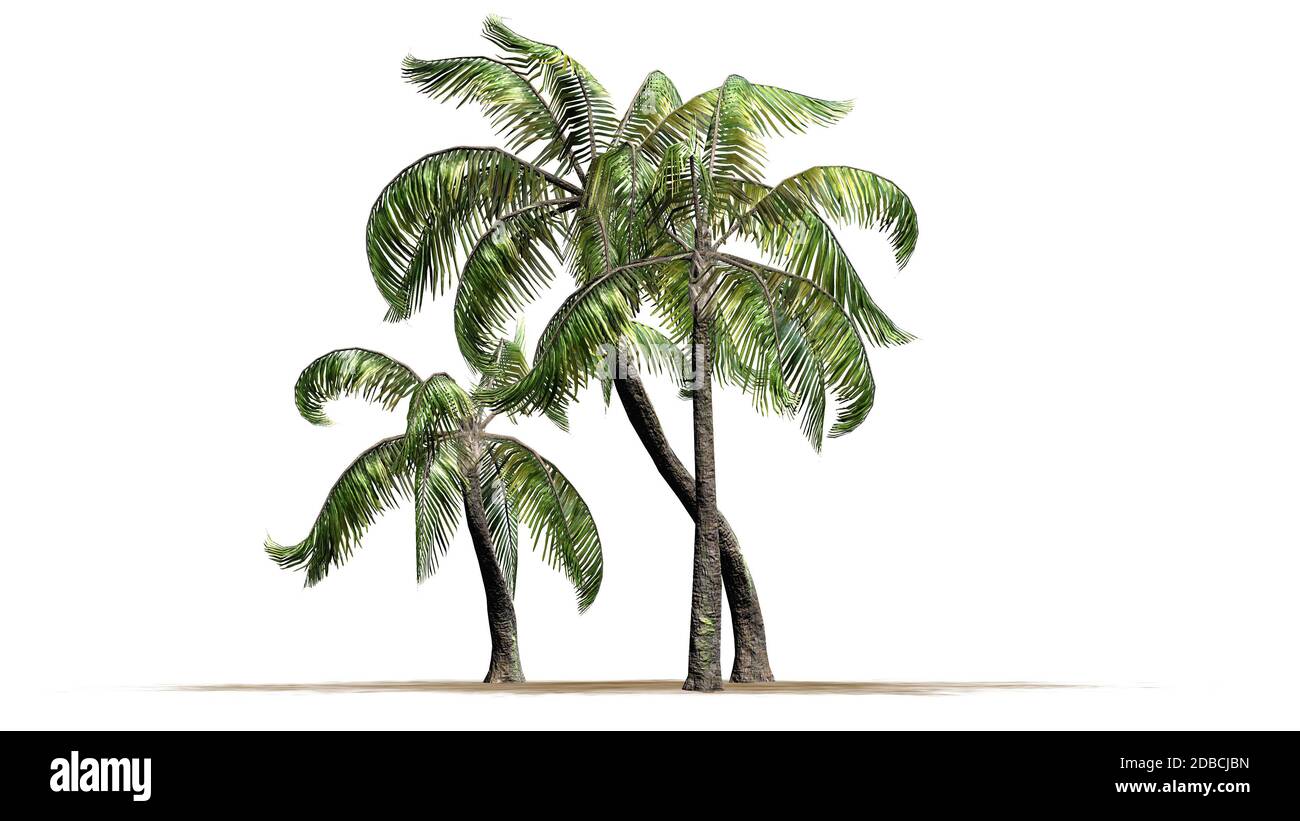 Sample Palm on white background Stock Photo - Alamy