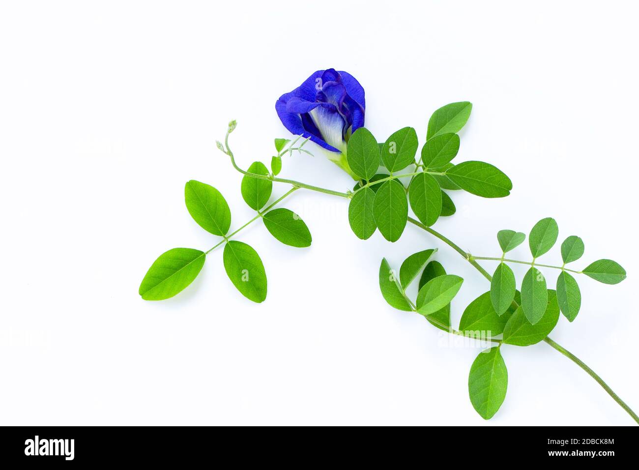 Butterfly pea flower with leaves on white background. Top view Stock ...