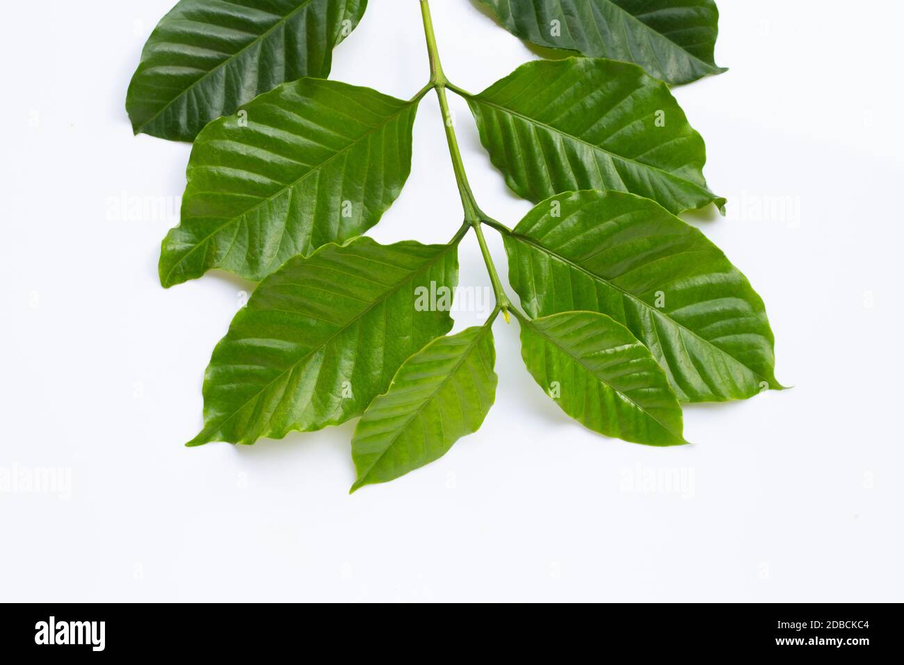 Fresh coffee leaves on white background Stock Photo - Alamy
