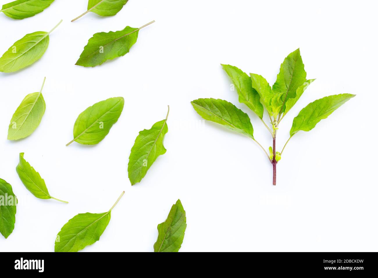 Holy basil leaves on hi-res stock photography and images - Alamy