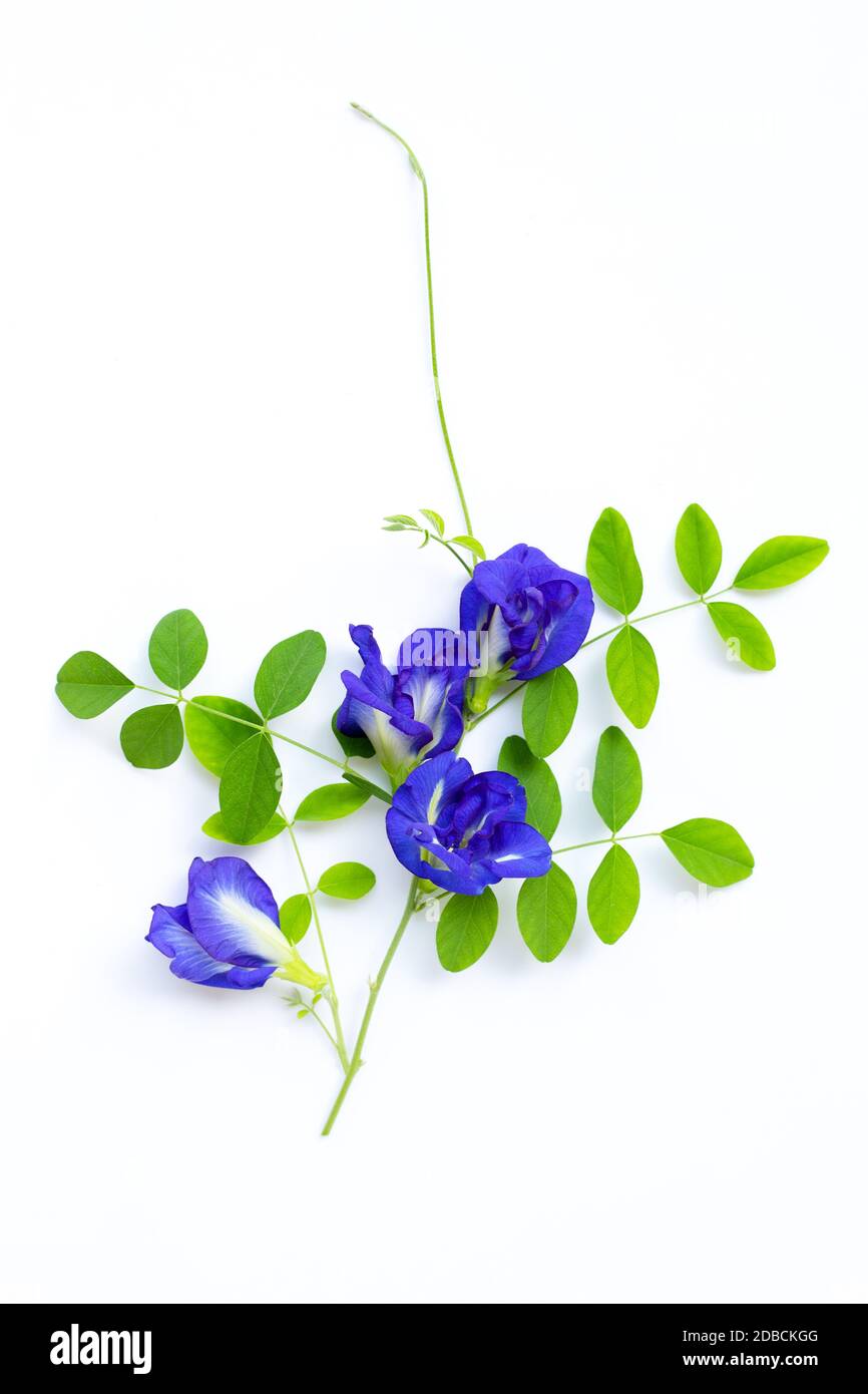 Butterfly pea flower with leaves on white background. Top view Stock ...