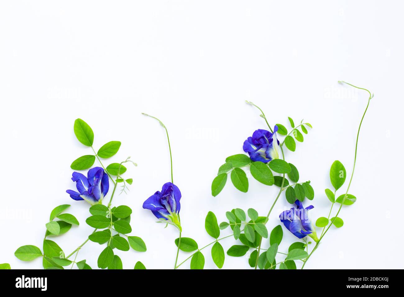 Butterfly pea flower with leaves on white background. Top view Stock ...